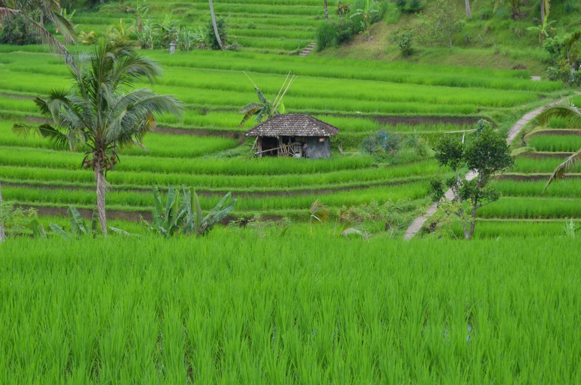 Jatiluwih Reisterrassen - die schönsten Reisterrassen auf Bali ...